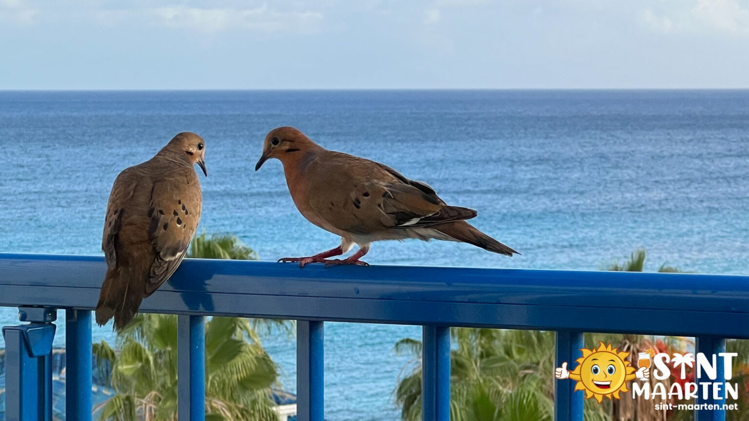 Sint Maarten & Saint Martin - Travel Information
